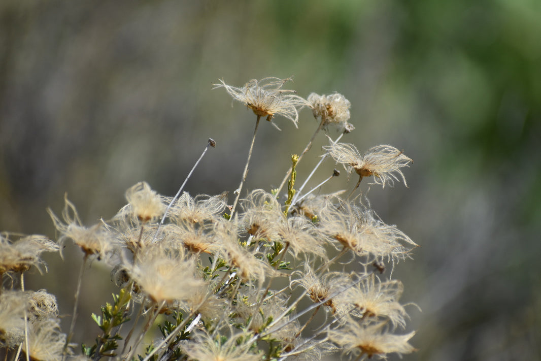 Walqaqsh California native seeds